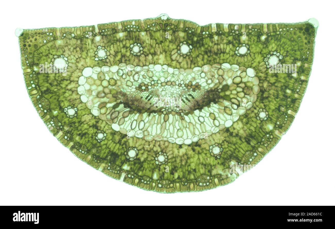 Light micrograph of a cross section through a pine (Pinus subgenus ...