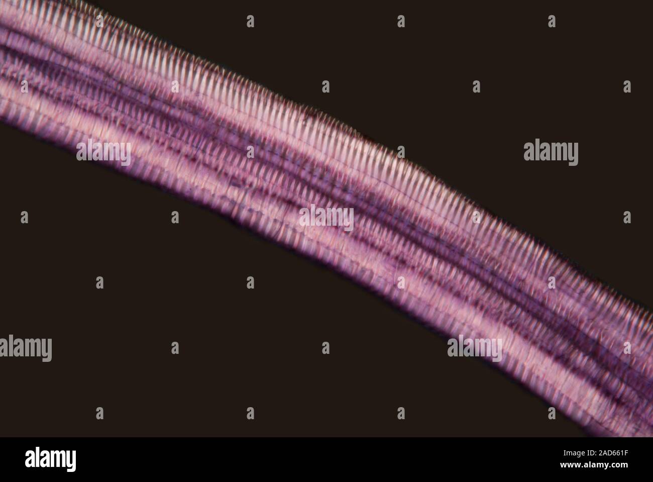 Polarised light micrograph of a spiral vessel from the stem of a ...