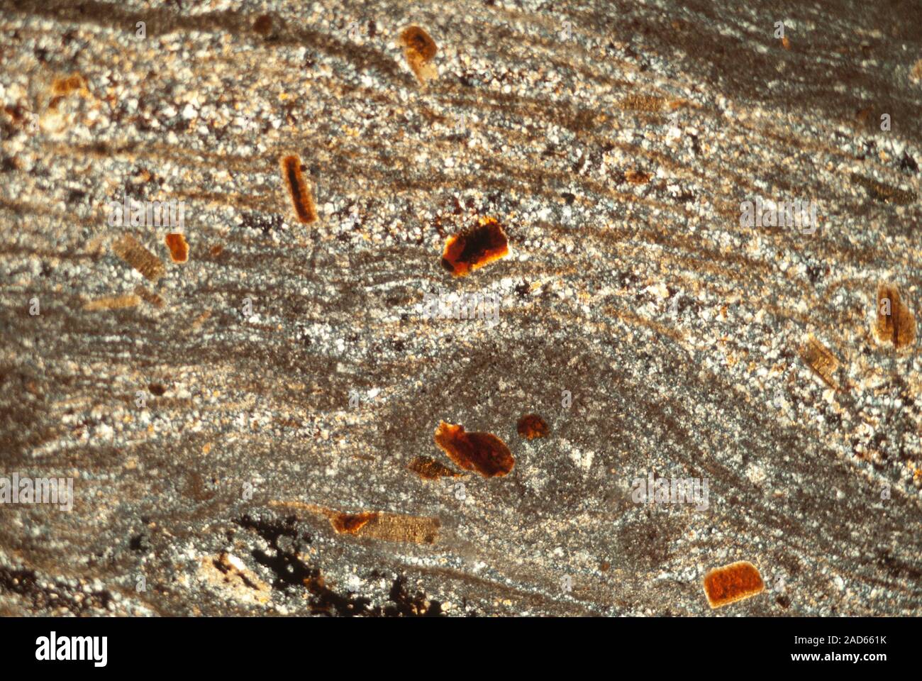 Polarised light micrograph of rhyolitic tuff from Withnoe, Devon, UK ...