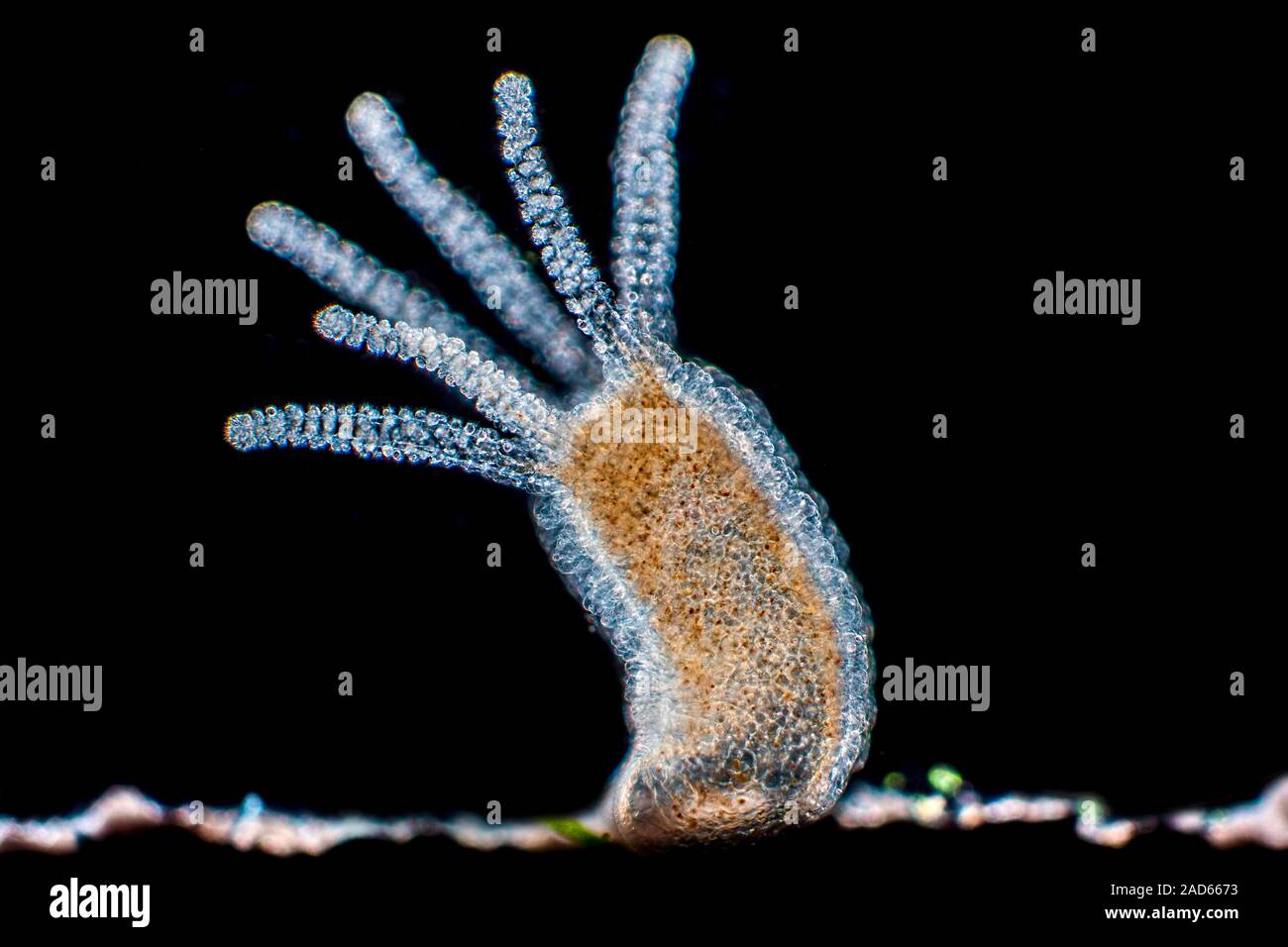 Hydra. Darkfield illuminated light micrograph of a section through a ...