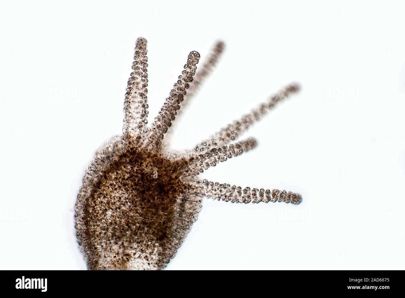 Hydra. Lightfield illuminated light micrograph of a section through a ...