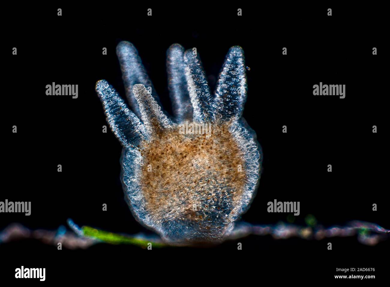 Hydra. Darkfield illuminated light micrograph of a section through a ...