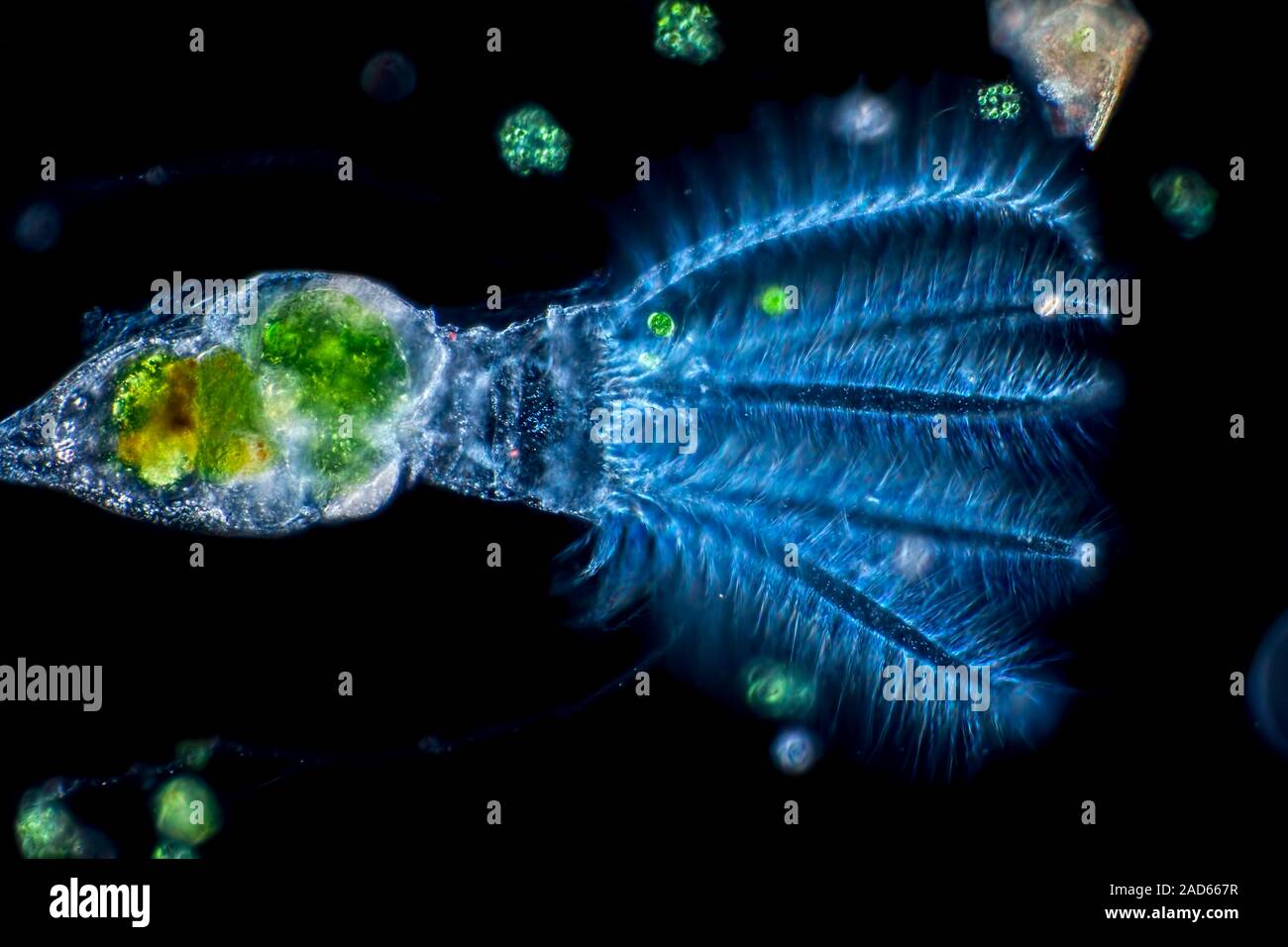 Stephanoceros fimbriatus rotifer (centre) Darkfield illuminated light ...