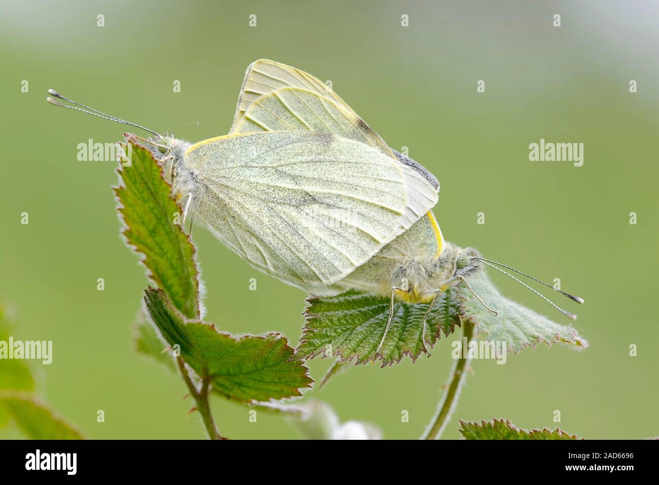 A pair of mating small white butterflies (Pieris rapae) resting on ...