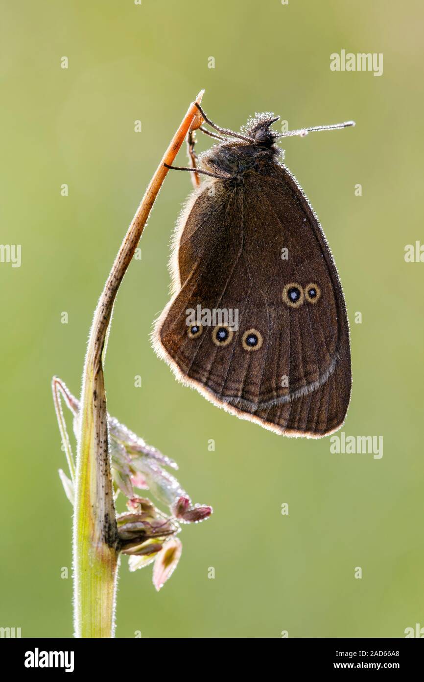 A dew covered Ringlet butterfly (Aphantopus hyperantus) resting on a ...