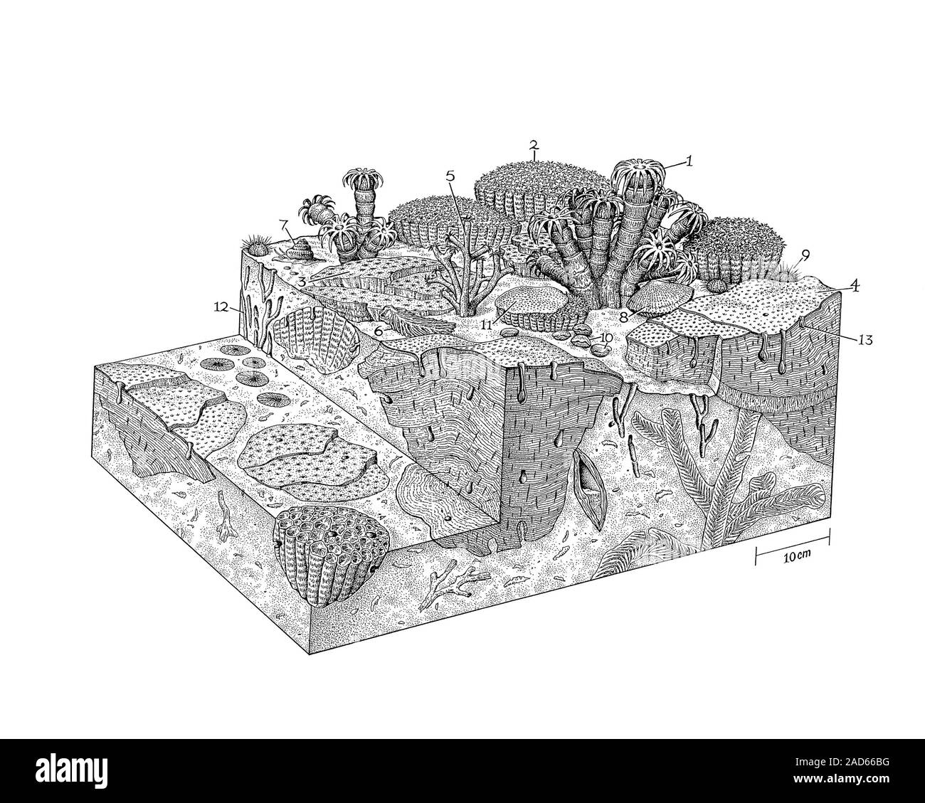 Jurassic coral reef. Illustration of a coral reef during the Oxfordian ...