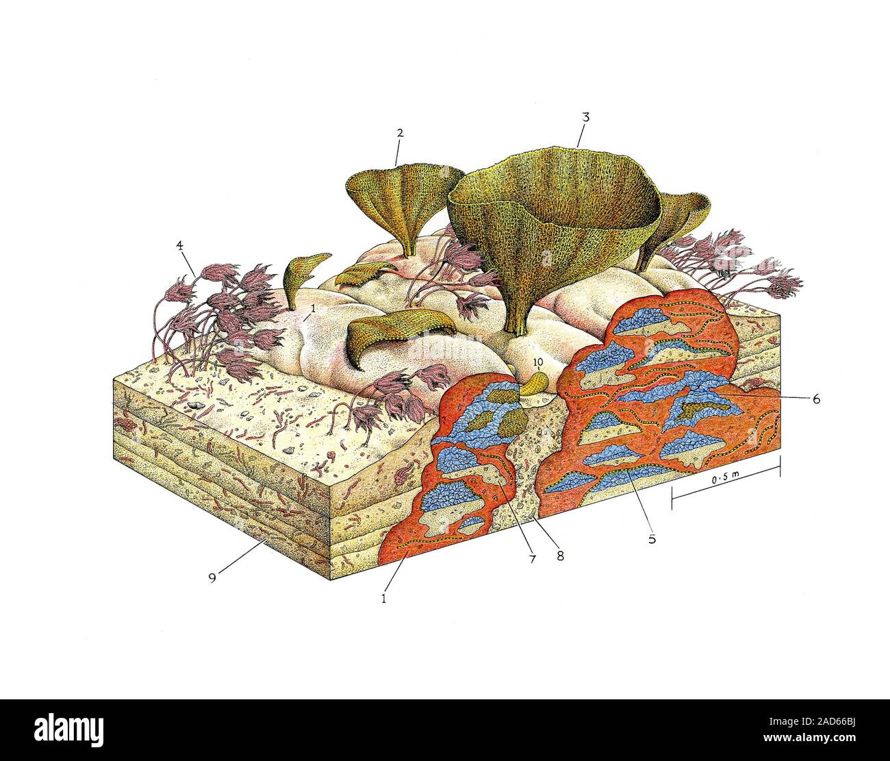 Prehistoric mud-mound. Illustration of the marine invertebrates found ...