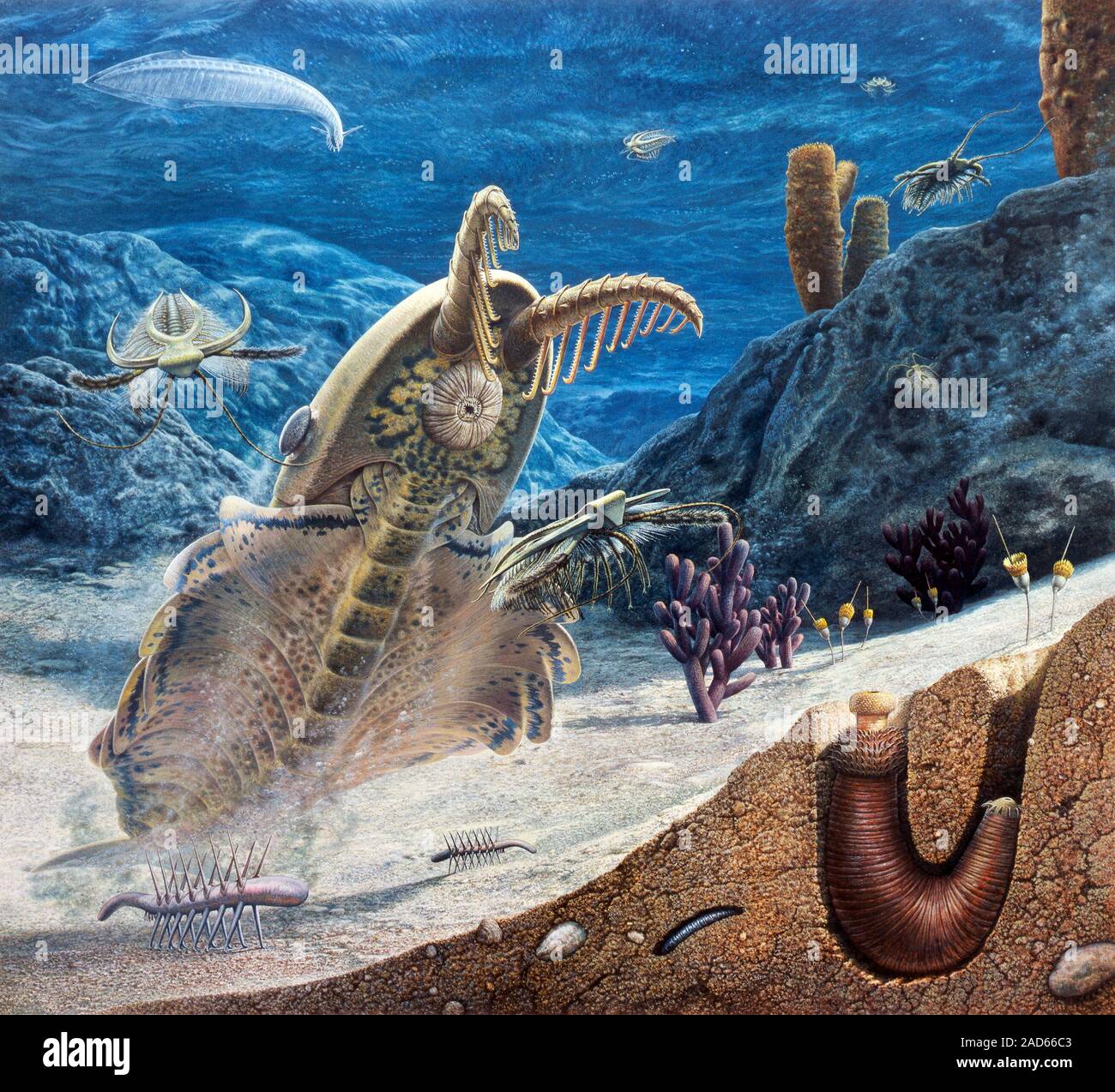 Burgess Shale animals. Illustration of some of the animals from the ...