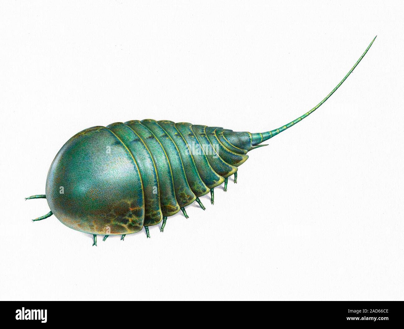 Molaria spinifera. Illustration of Molaria spinifera, an arthropod ...