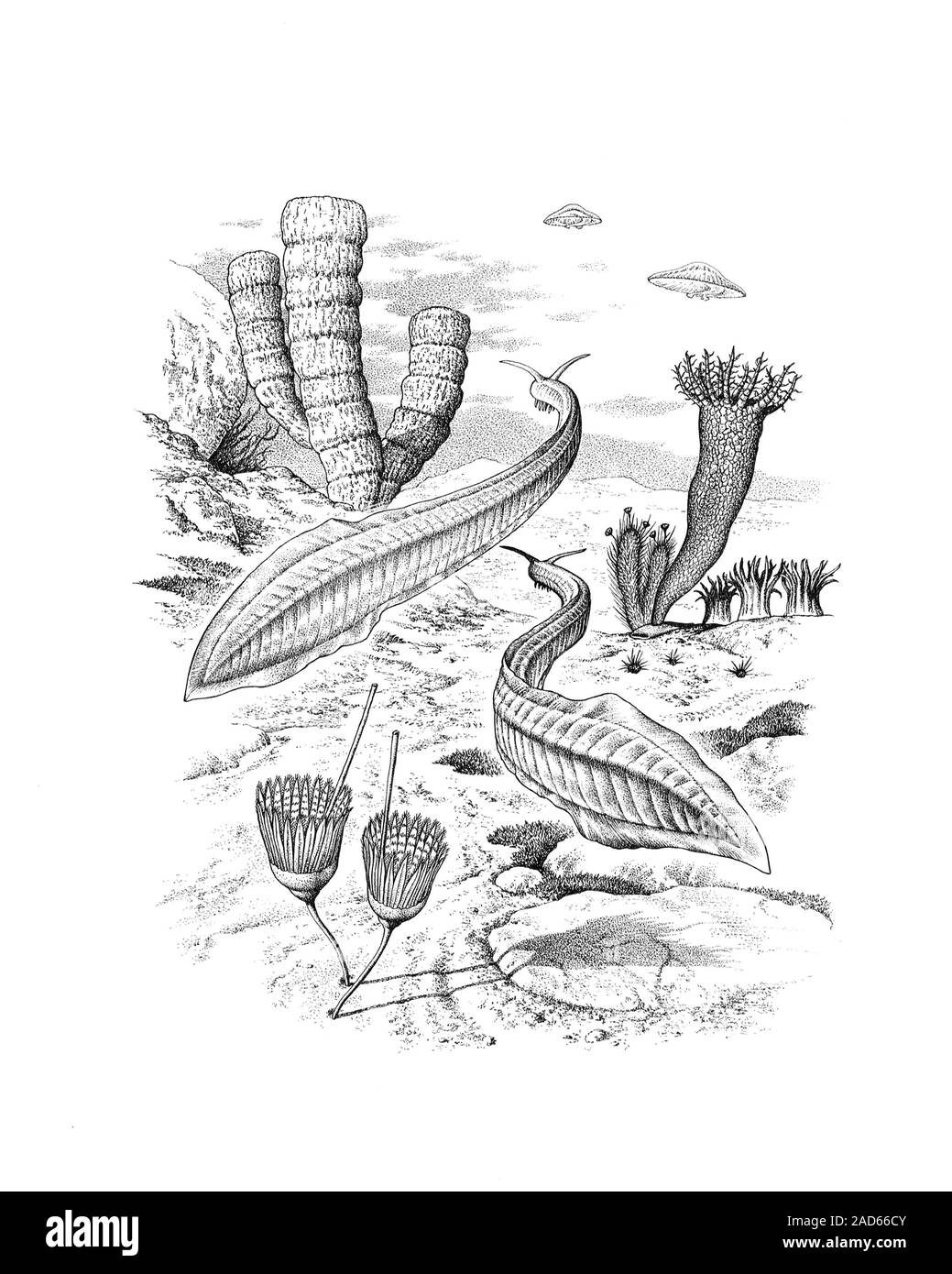 Pikaia swimming in a Cambrian sea. Illustration of Pikaia gracilens, an ...