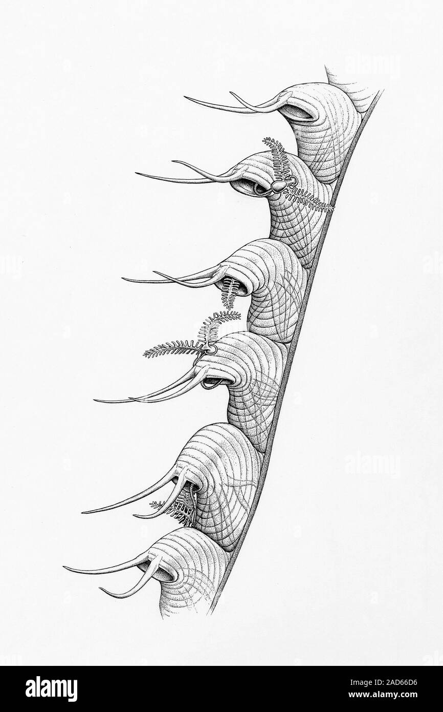 Graptolites from the Silurian, illustration. These specimens are ...
