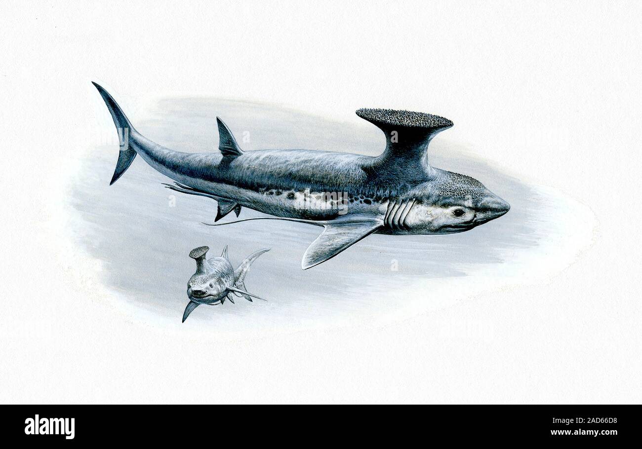 Stethacanthus cartilaginous fish, illustration. This prehistoric shark ...