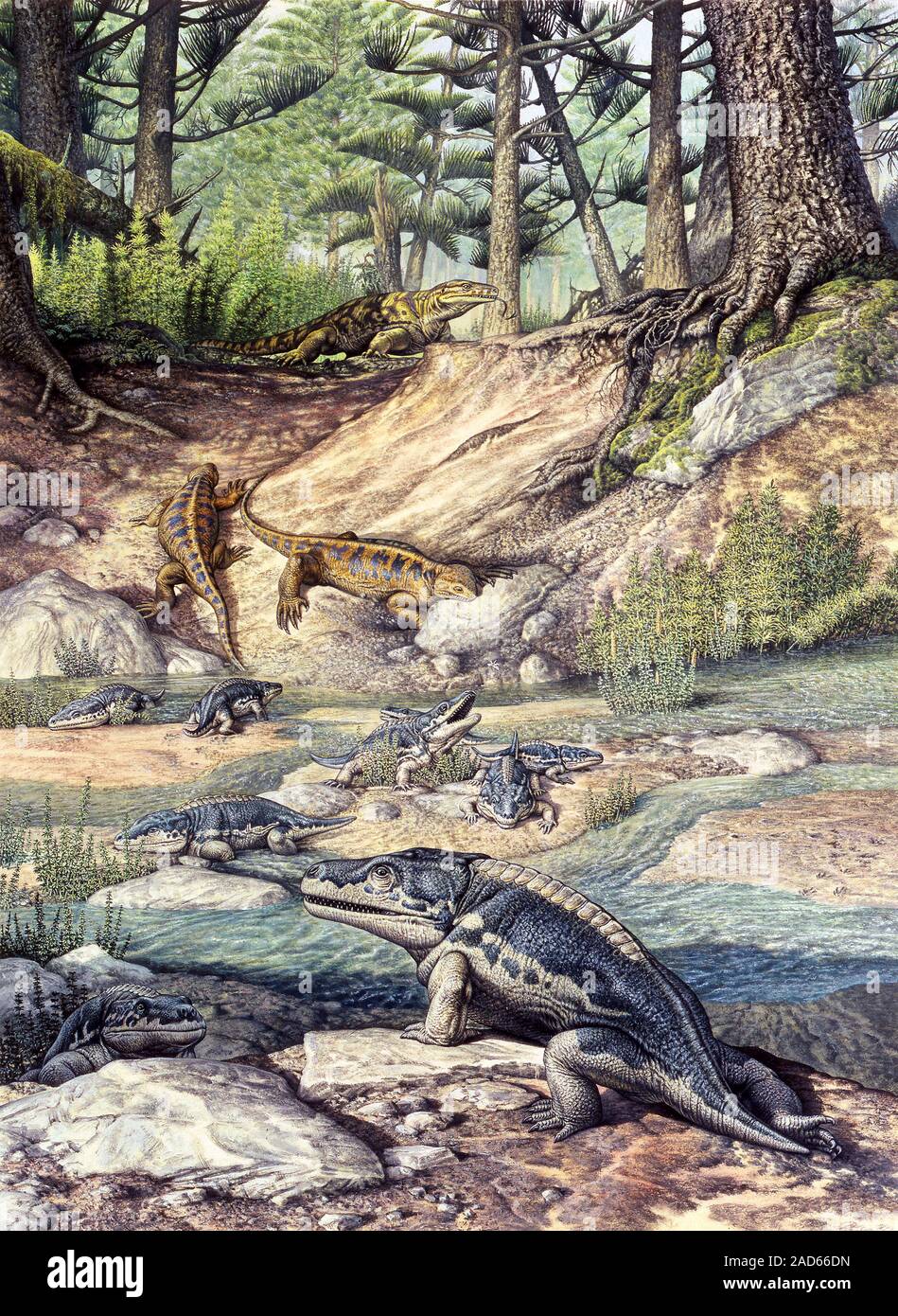 Cacops and Casea tetrapods, illustration. Cacops (foreground) was an ...