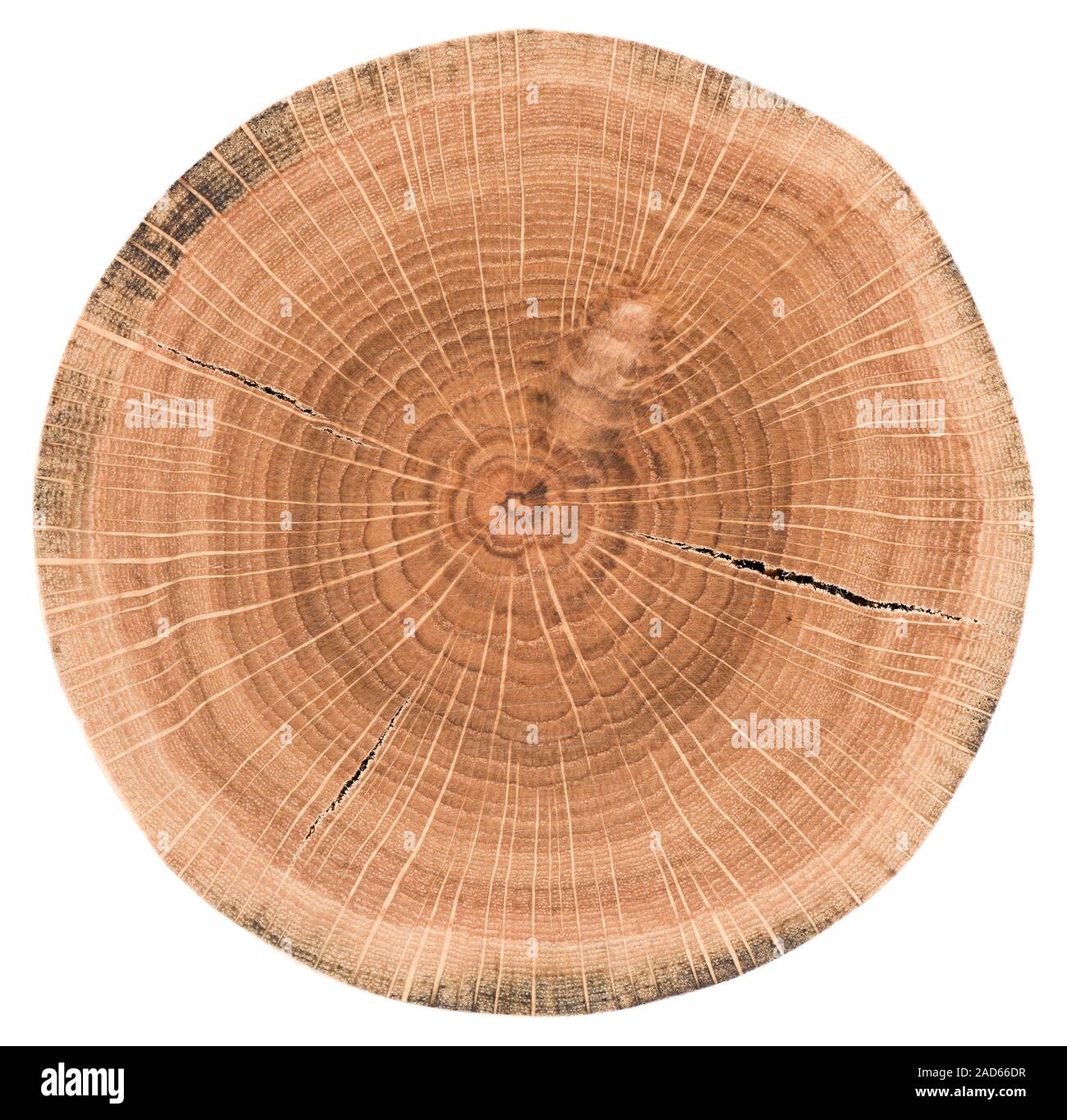 Oak tree slice. Wood slab with annual rings and cracks isolated on ...