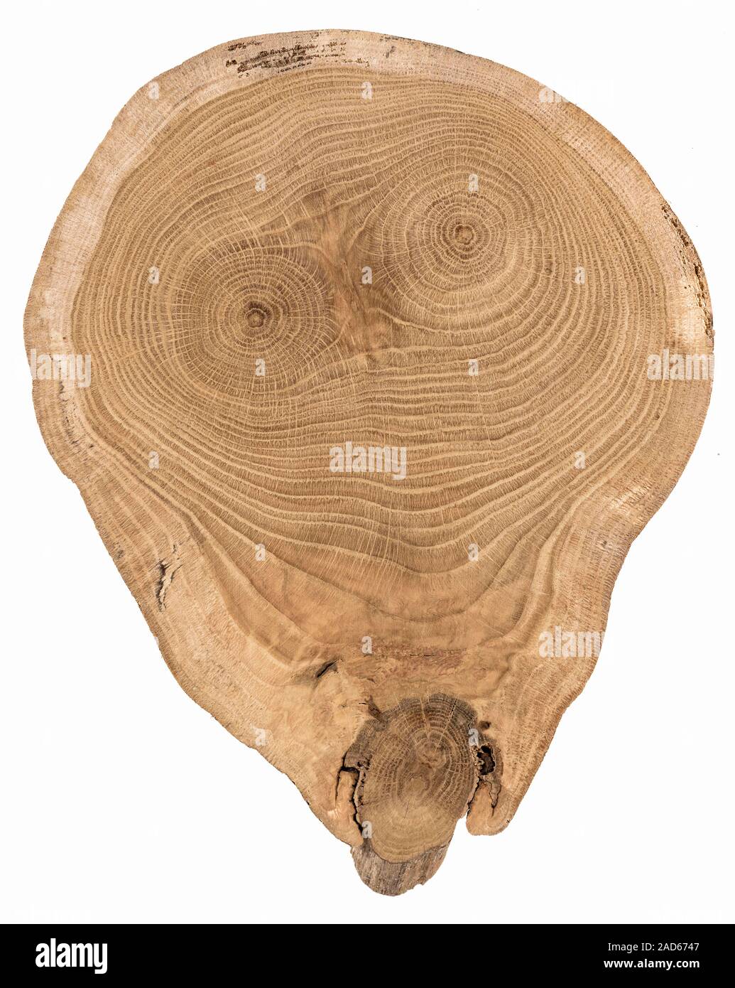 Irregular shape oak wood slice with annual rings and knots texture ...