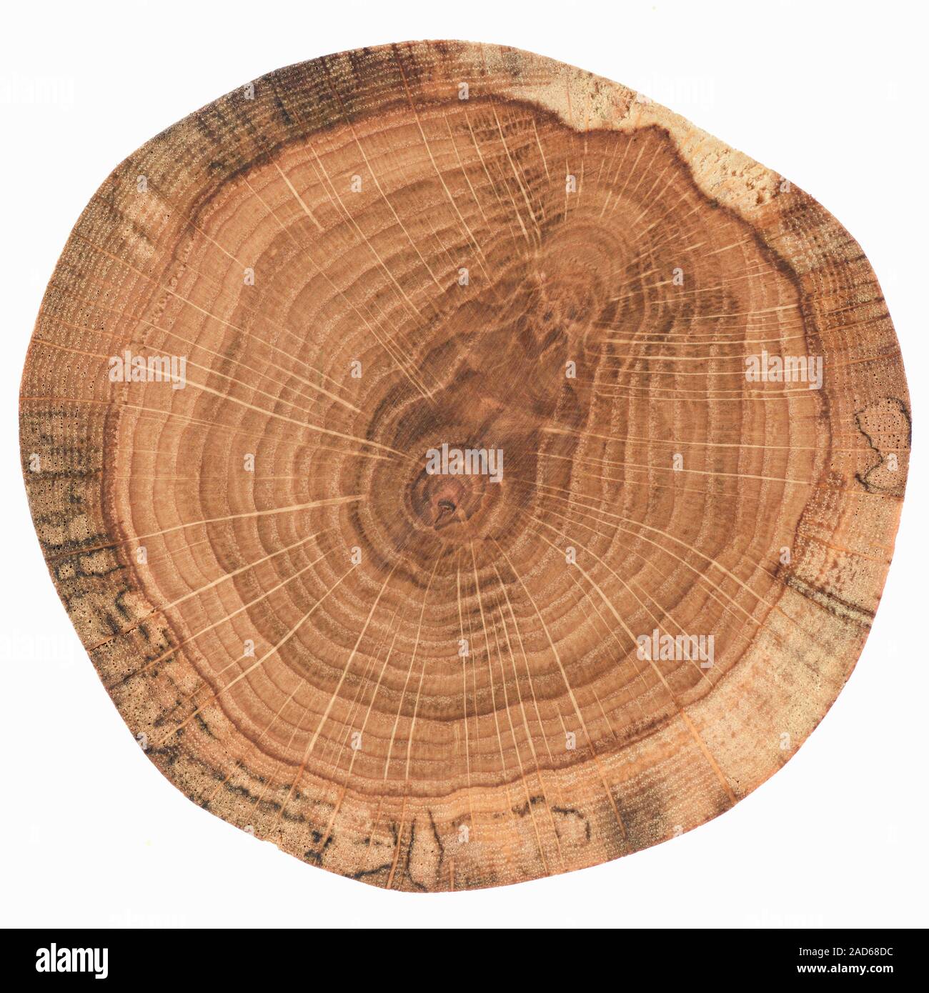 Round oak wood slab with annual rings texture isolated on white ...
