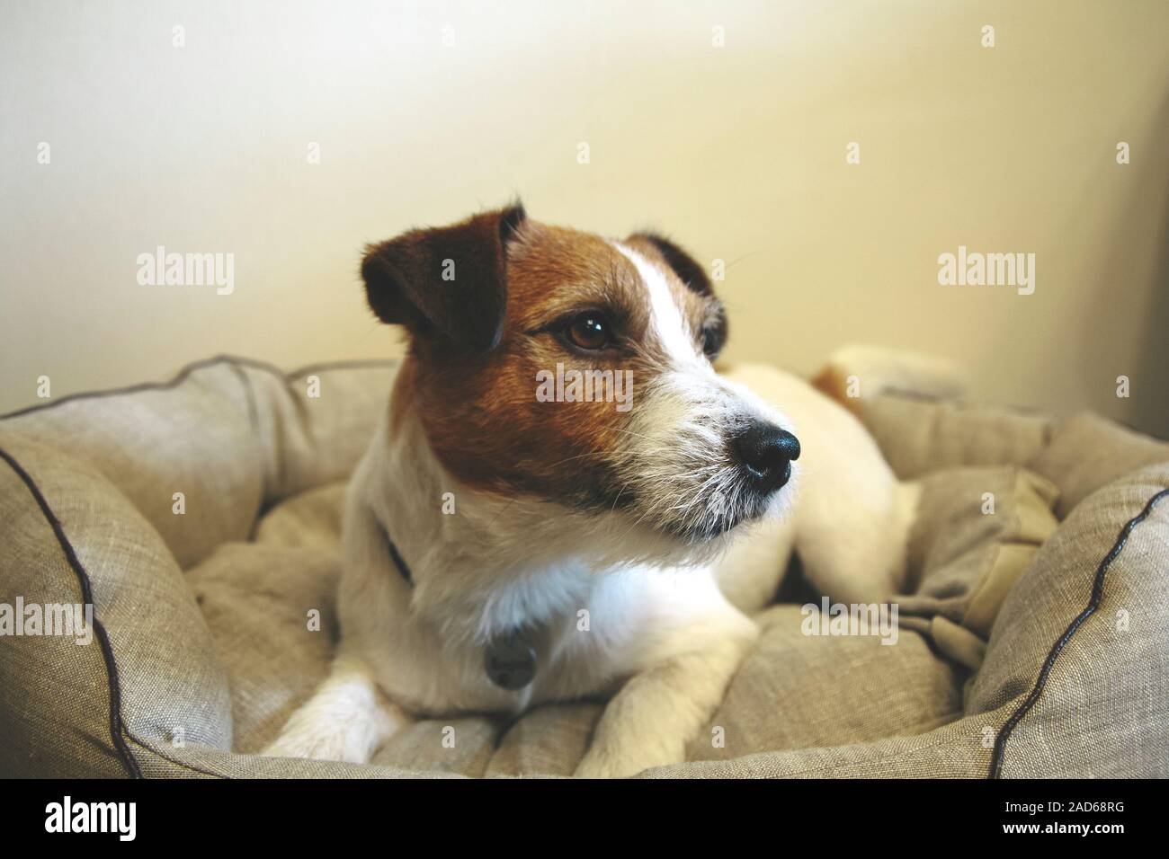 Lab Jack Russell Mix