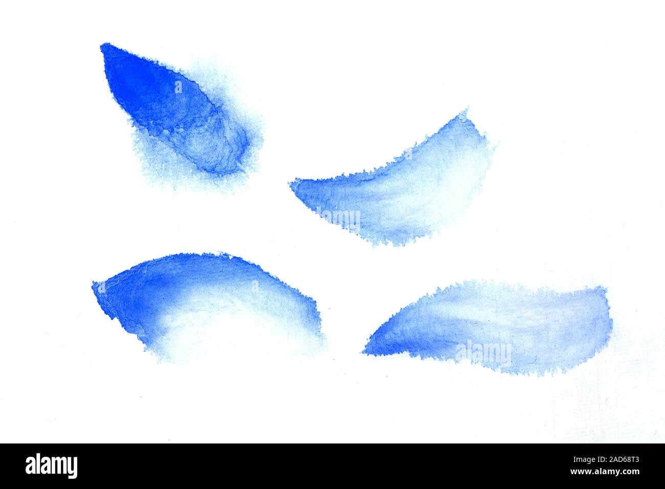 The rice paper plant Cut Out Stock Images & Pictures - Alamy