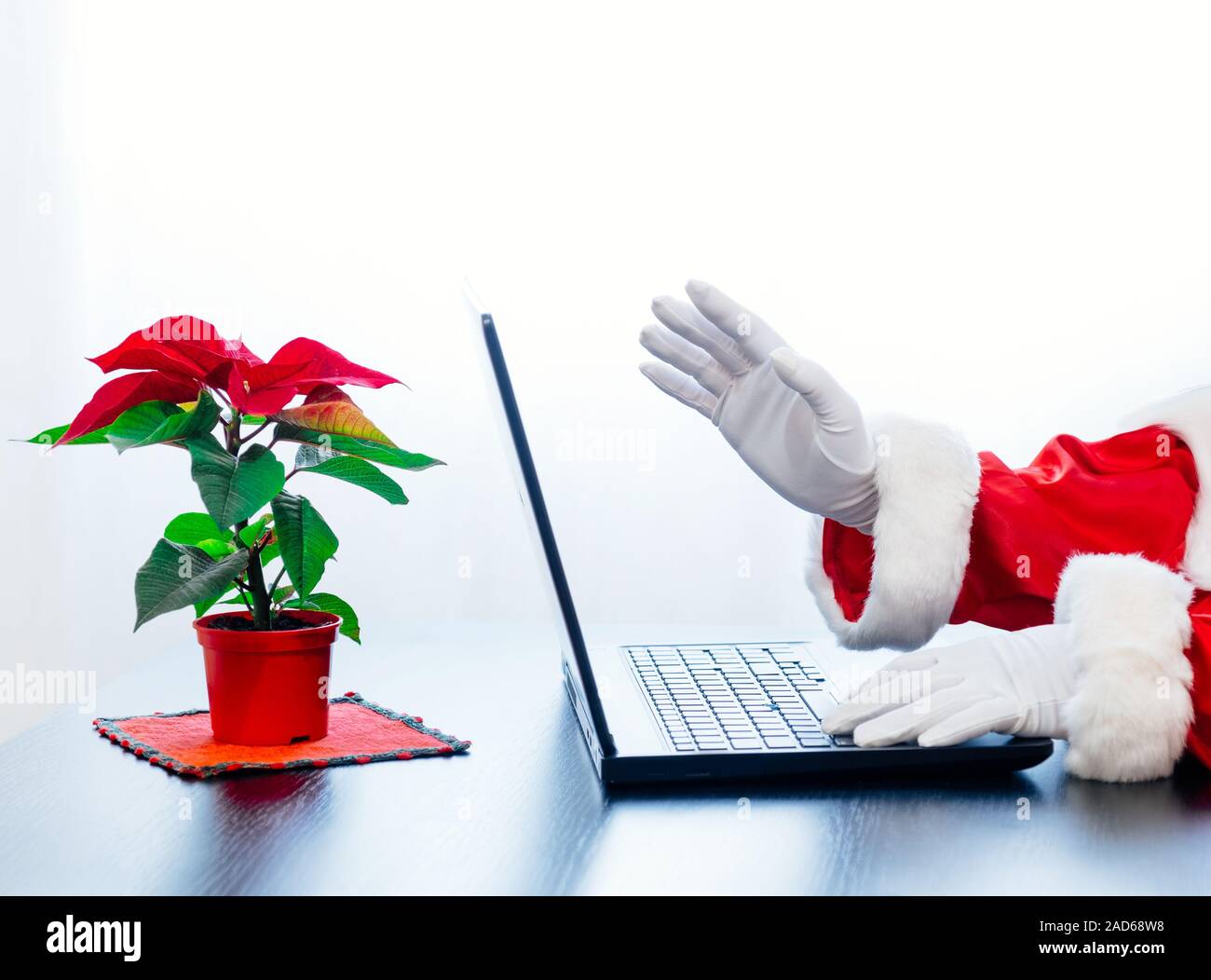 Santa Claus using laptop on the white background with red poinsettia ...
