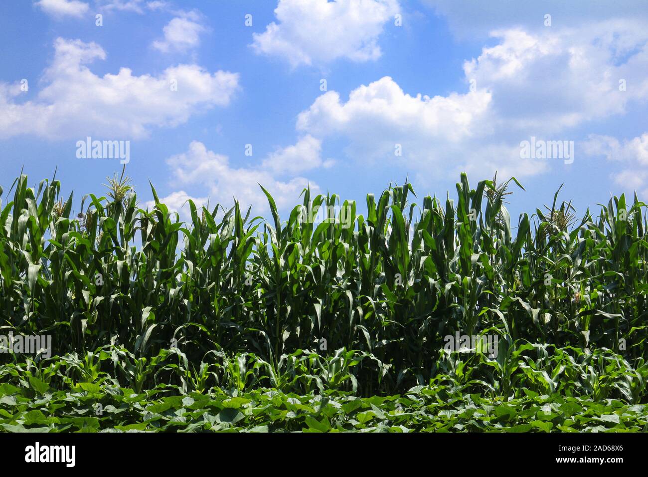 Beautiful Green corn field and blue sky with white clouds. Agricultural ...