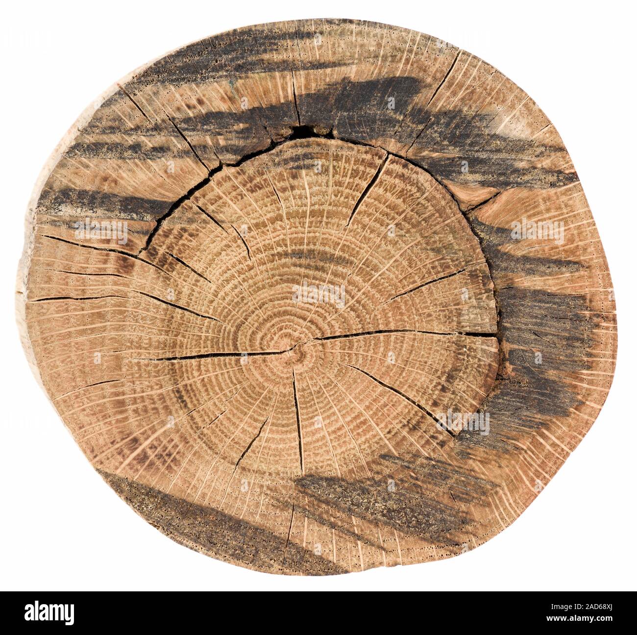Round oak wood cross section with cracks and annual rings texture ...