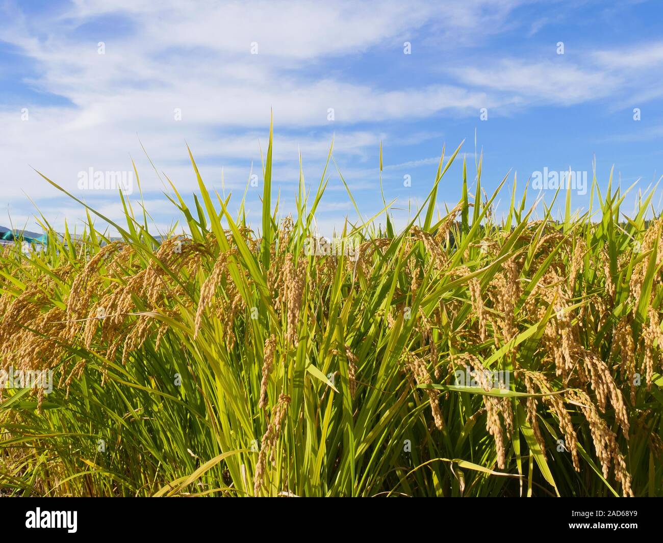 The rice grains harvested in south korea Stock Photo - Alamy
