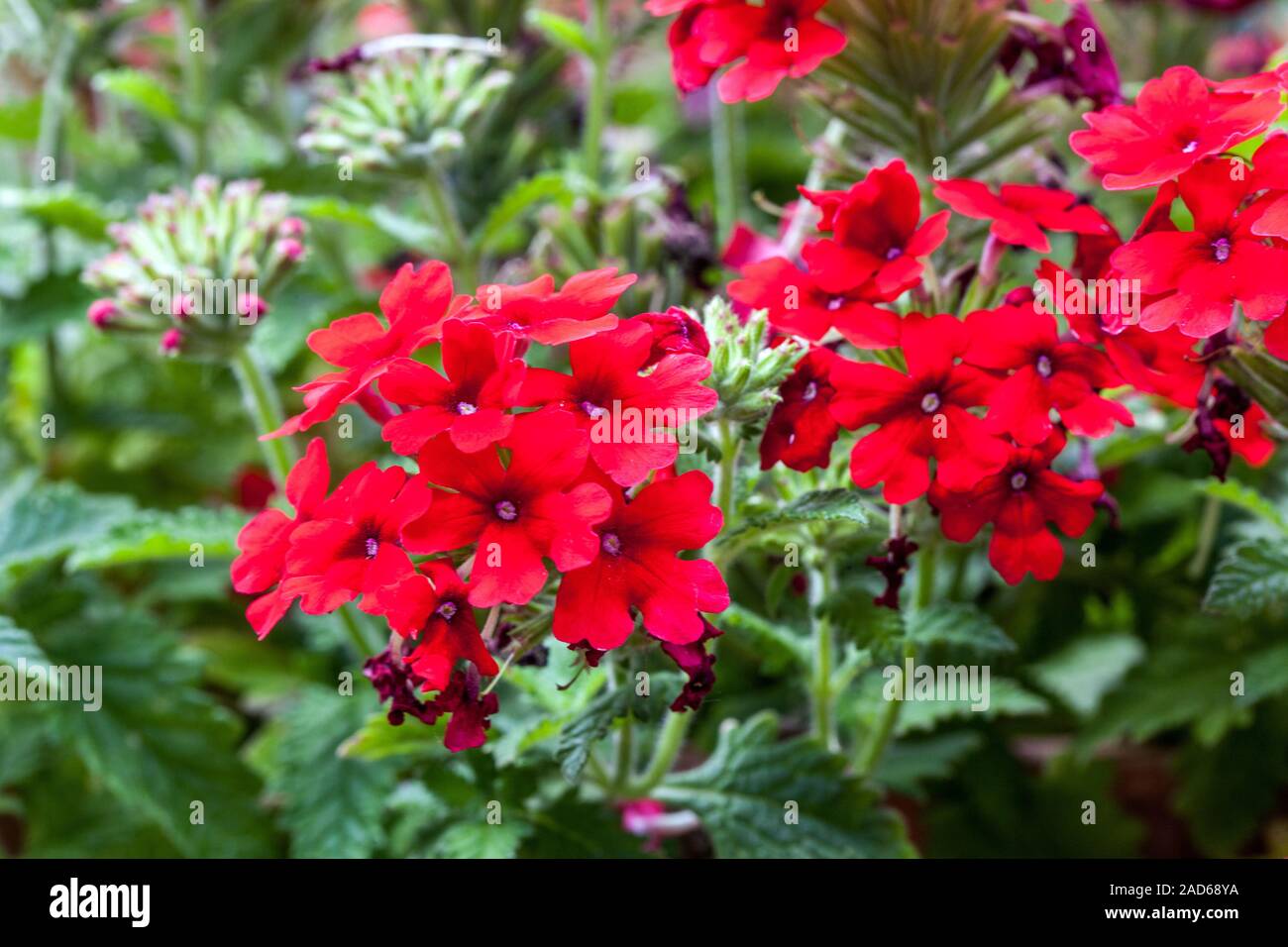 Red Verbena Plant