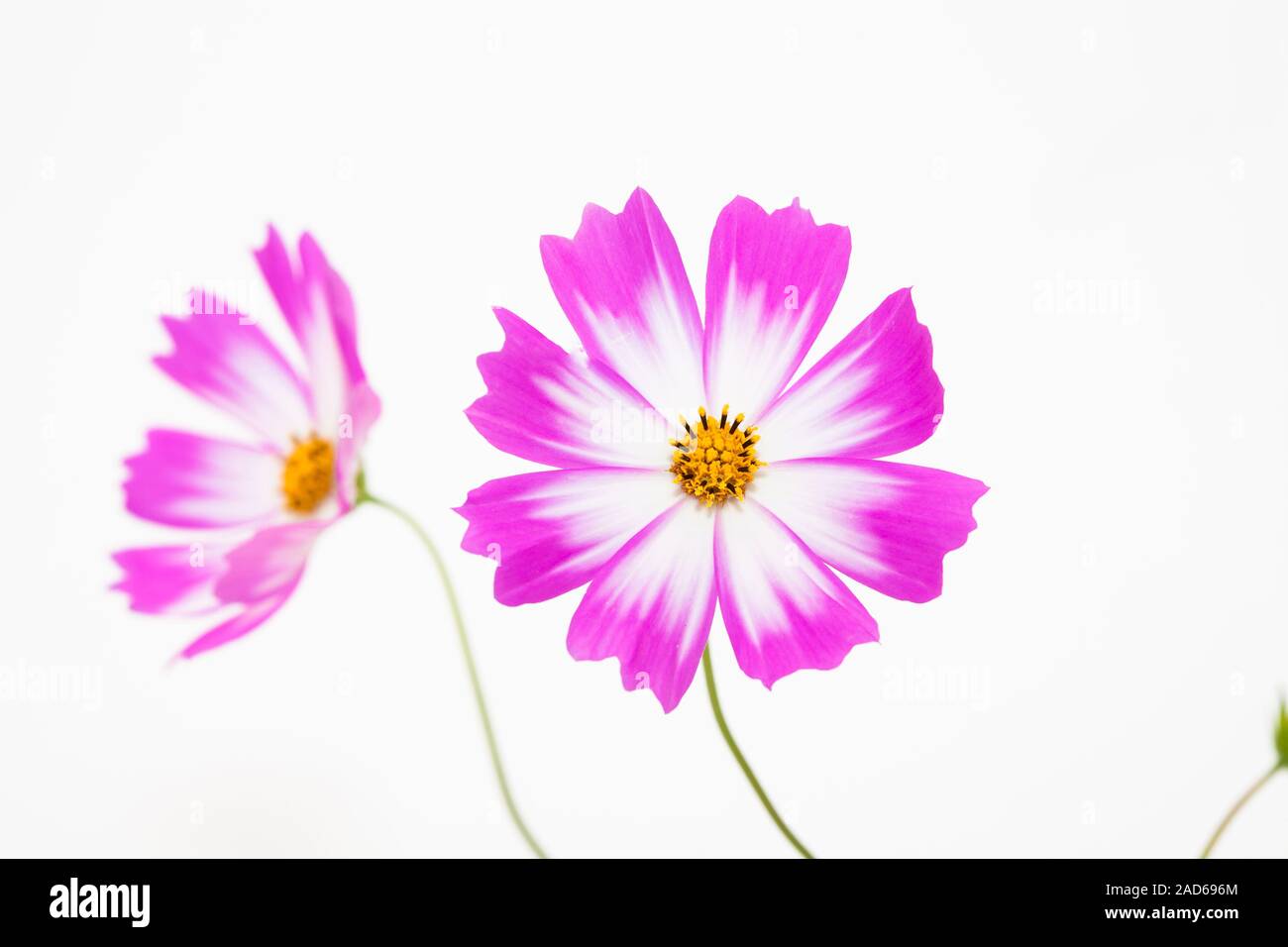 Cosmos flower with one white petal hi-res stock photography and images ...