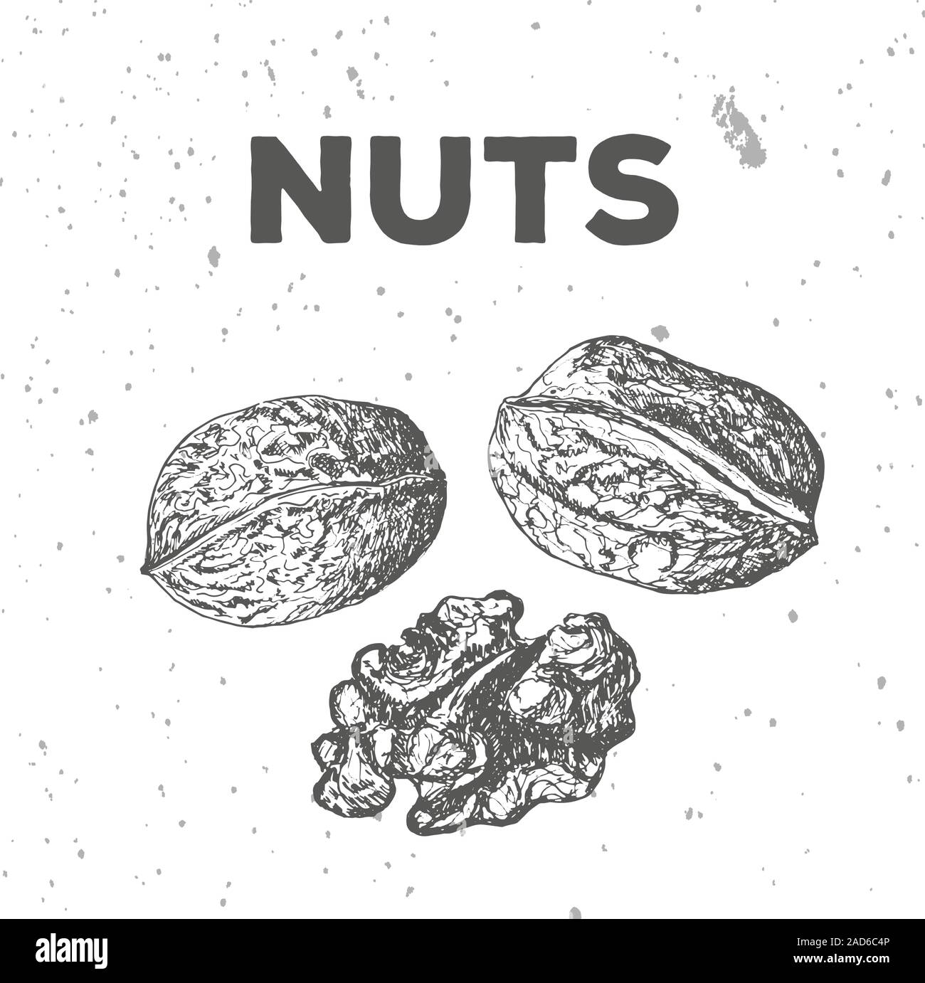 Walnuts in different proportions, handmade, doodle style Stock Vector ...