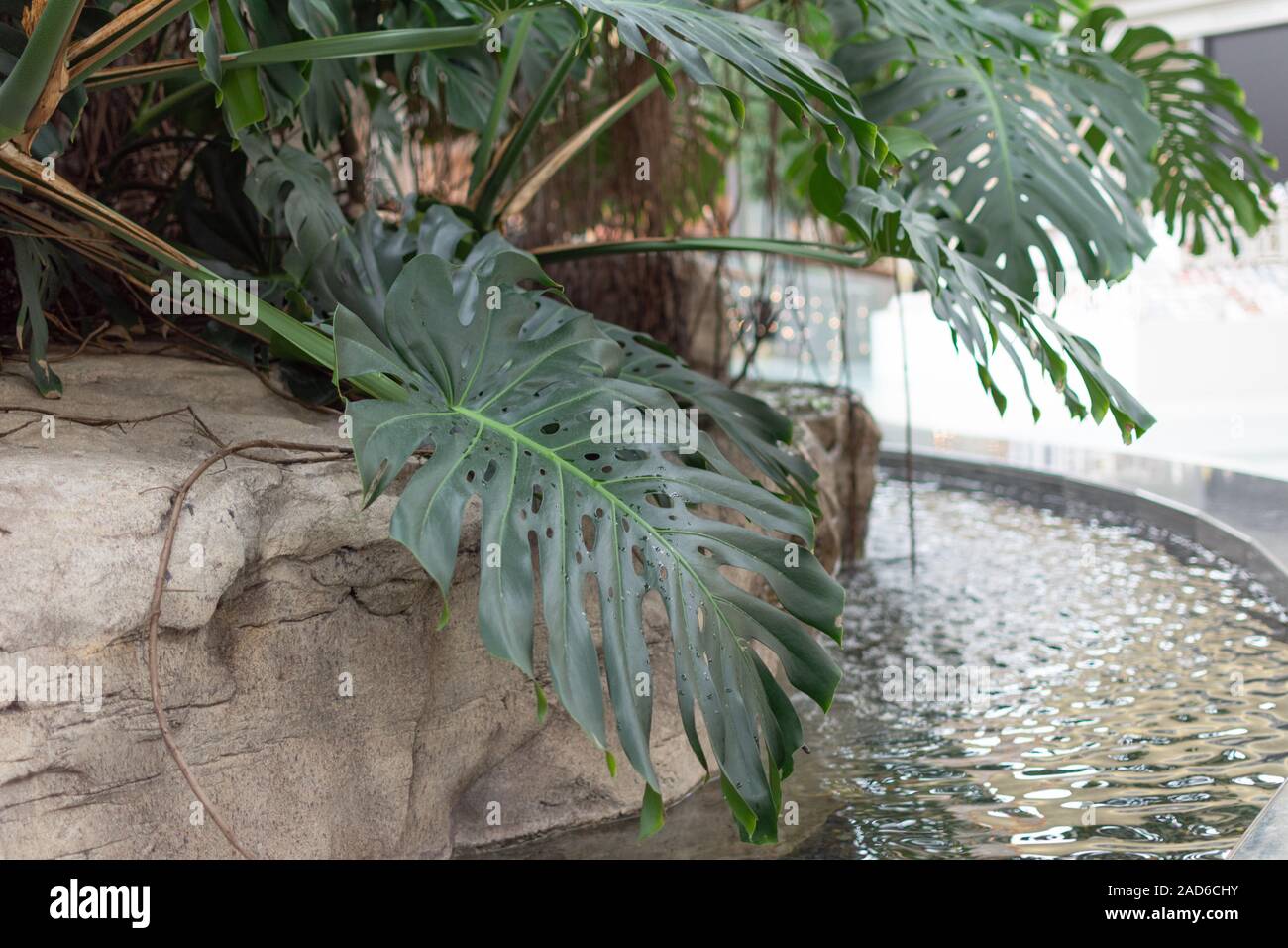 Exotic tropical Monstera palm near flow water. Green leaves of monstera ...
