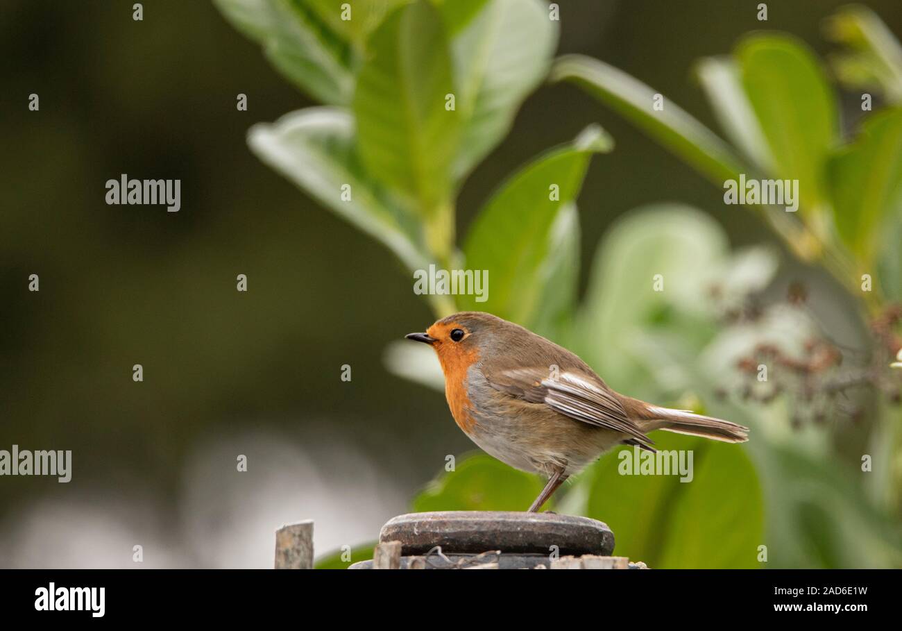 Black bush robin hi-res stock photography and images - Alamy