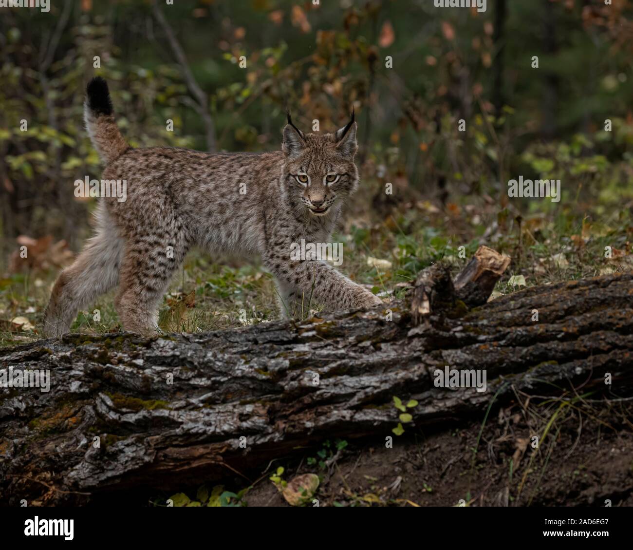 Siberian lynx kitten in fall color Stock Photo - Alamy
