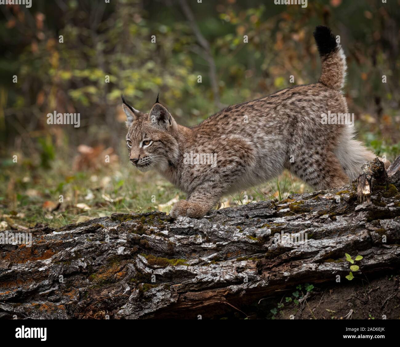 Siberian lynx kitten in fall color Stock Photo - Alamy