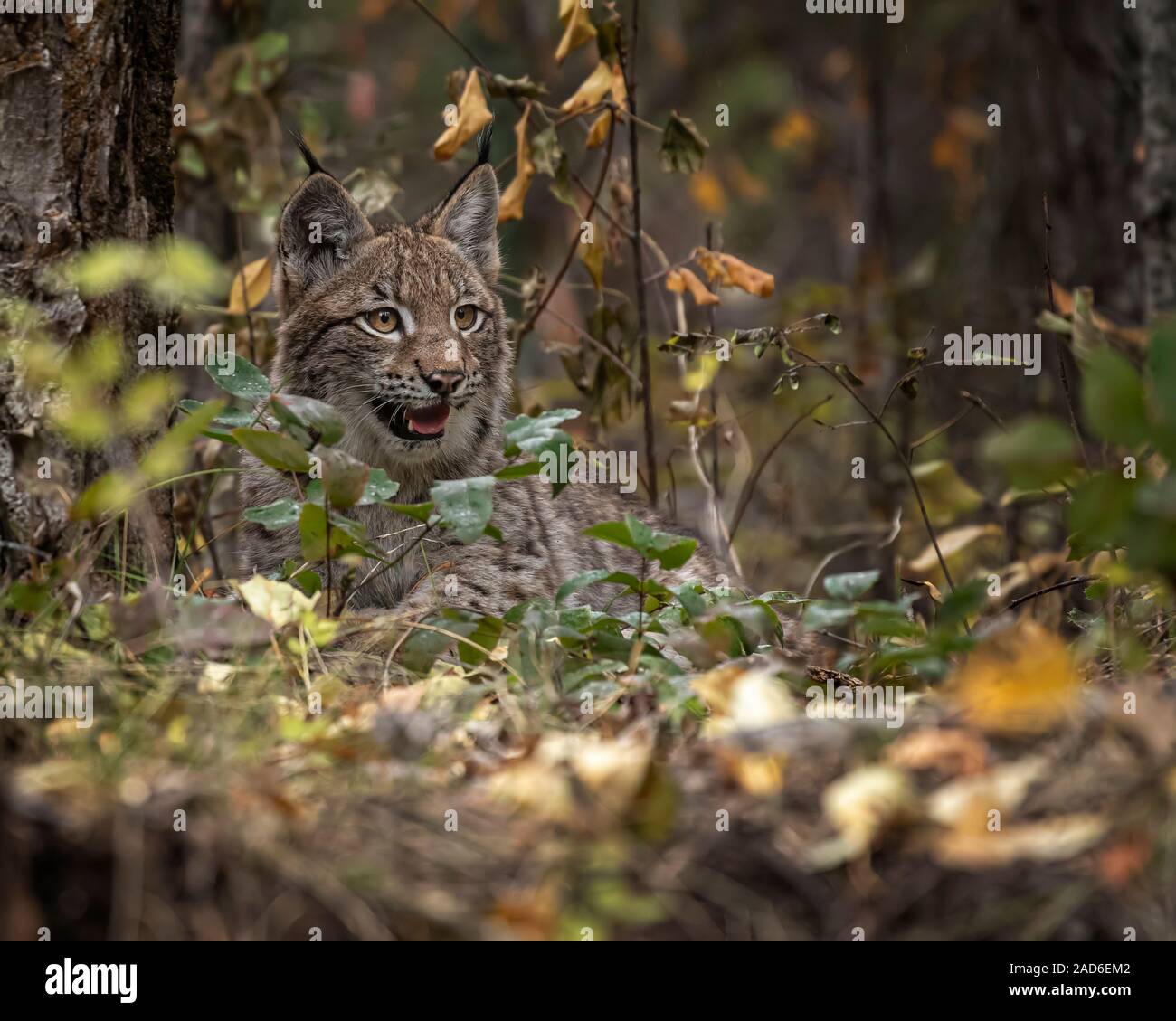 Siberian lynx kitten in fall color Stock Photo - Alamy