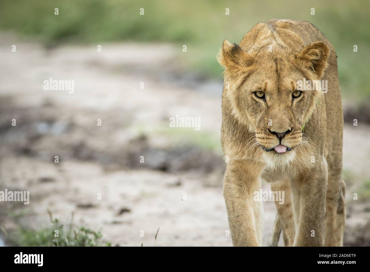 Lion walking towards the camera Stock Photo - Alamy