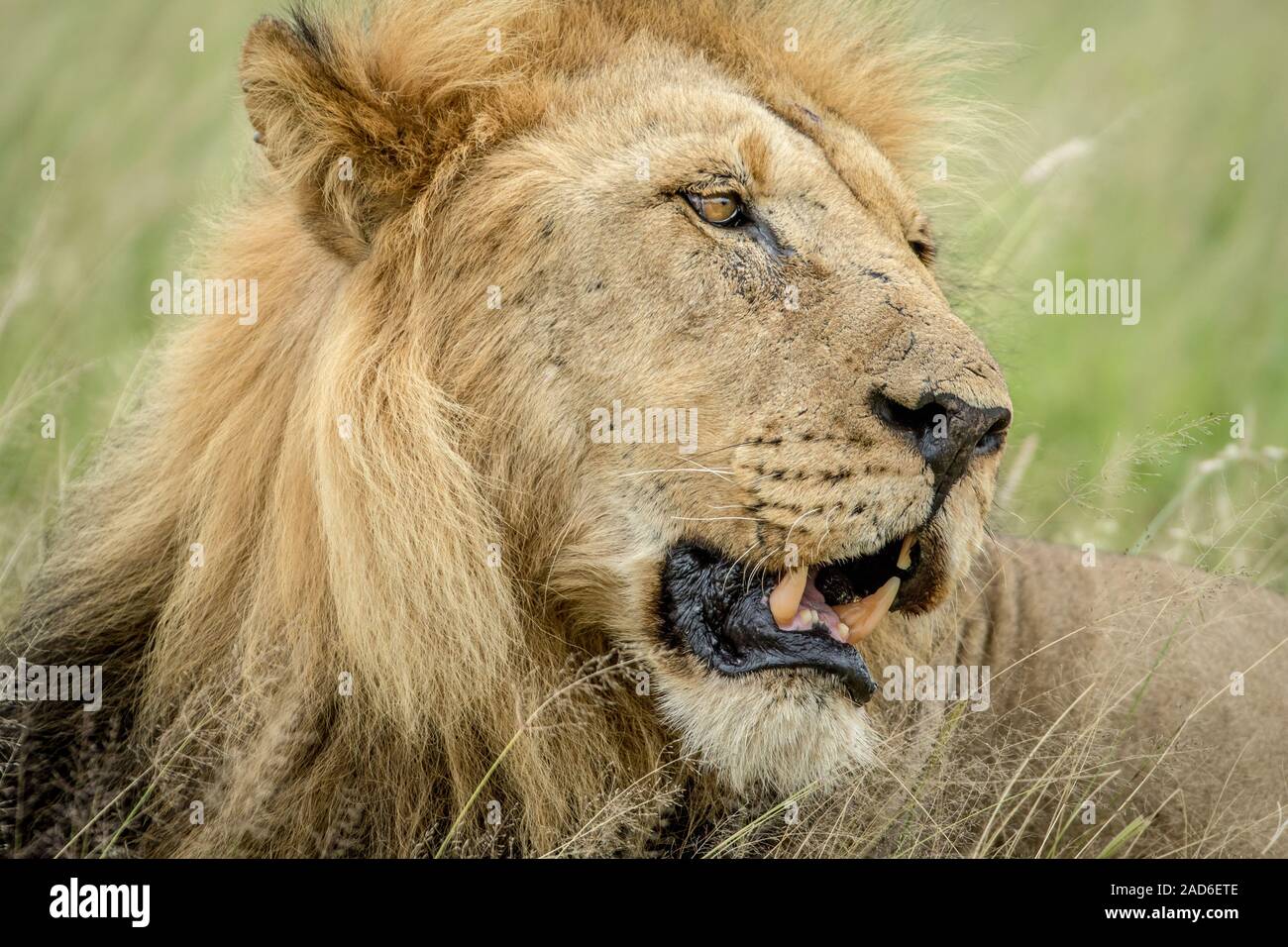 Big male lion hi-res stock photography and images - Alamy