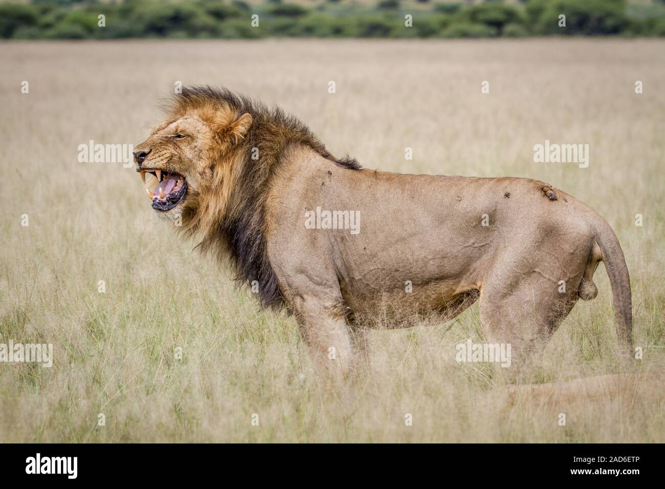 Male lion grimace hi-res stock photography and images - Alamy