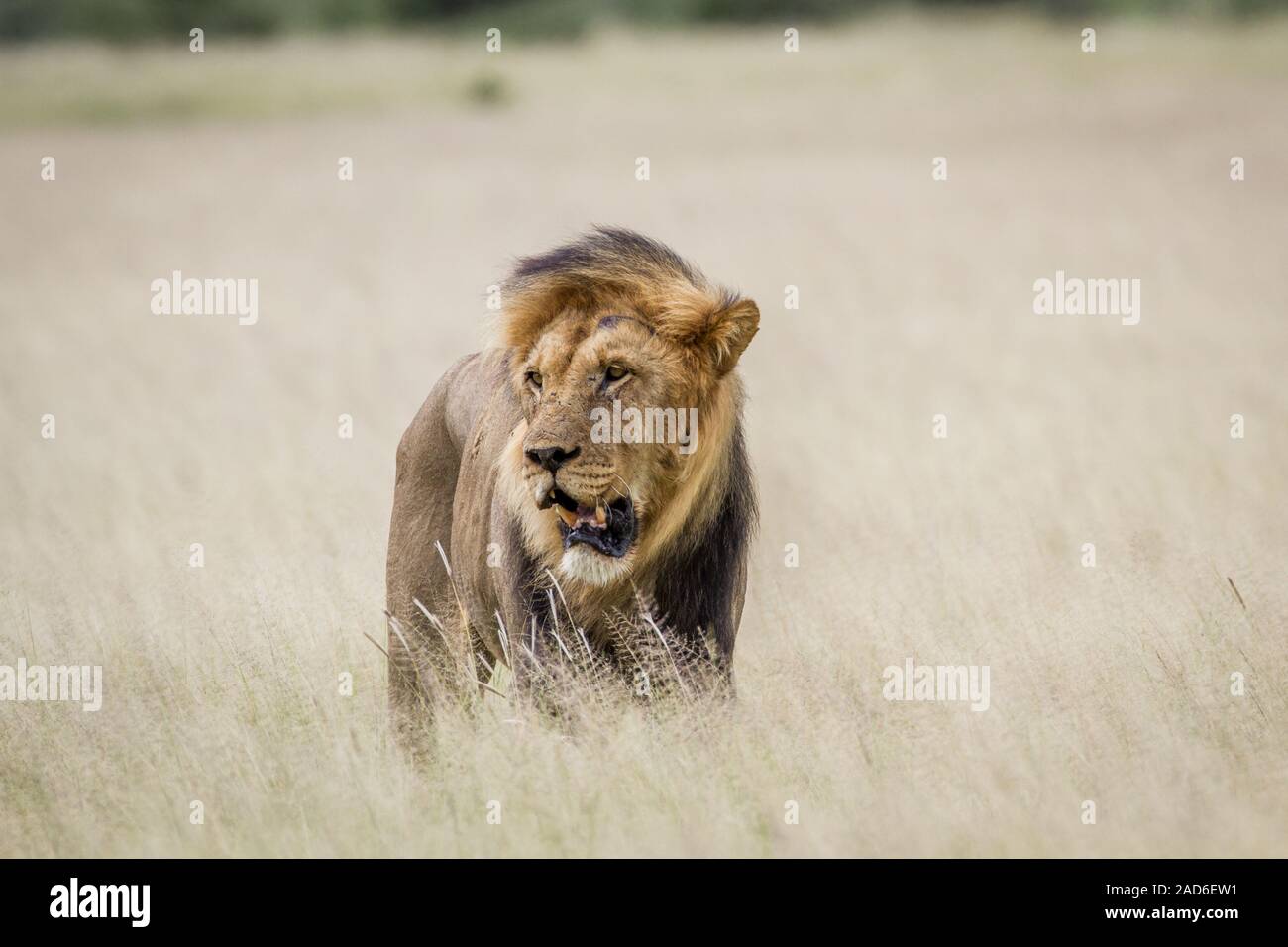 Big male Lion standing in the high grass Stock Photo - Alamy