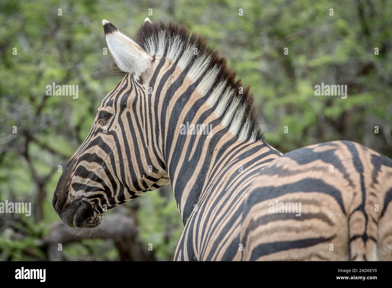Zebra in profile hi-res stock photography and images - Alamy