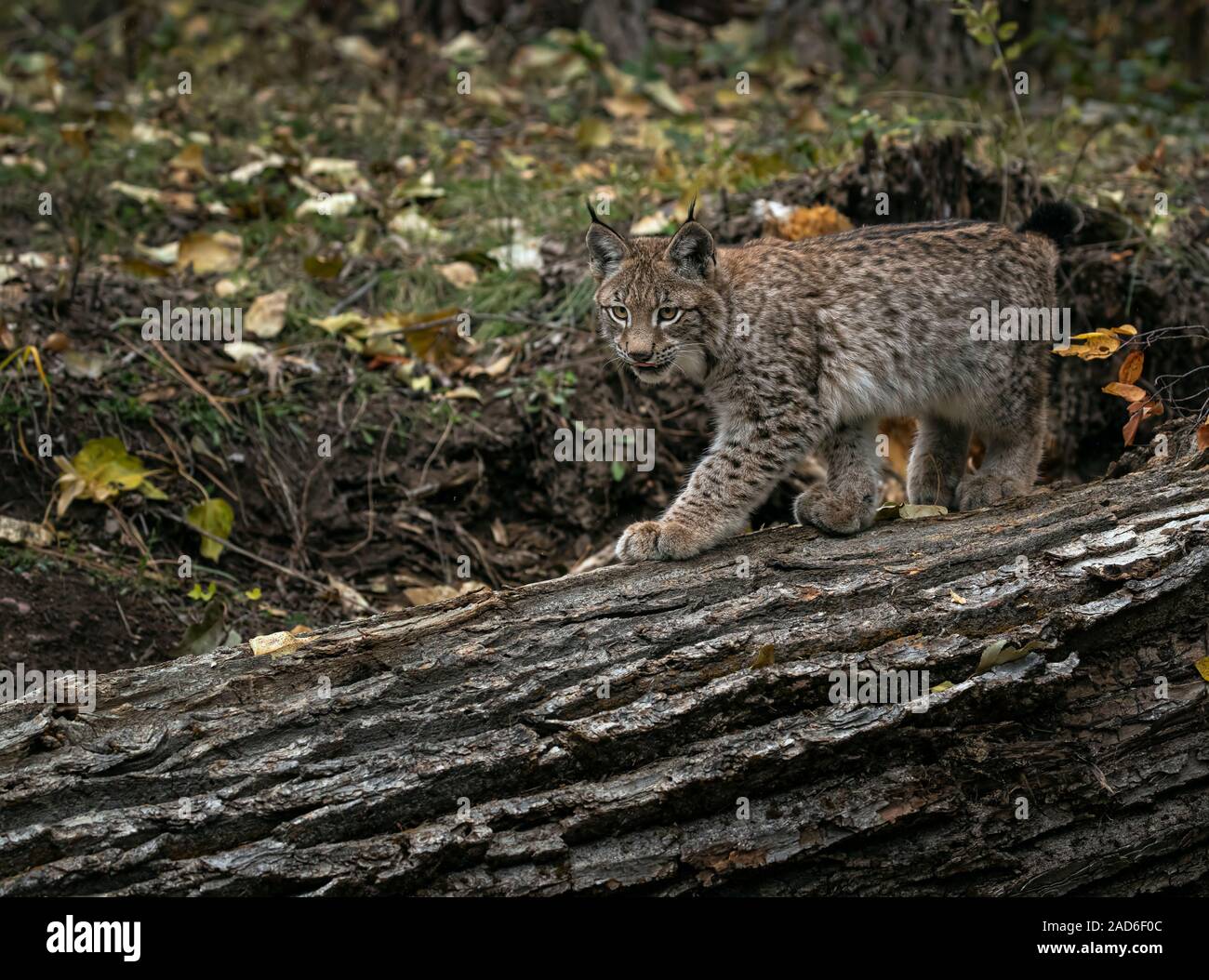 Siberian lynx kitten in fall color Stock Photo - Alamy