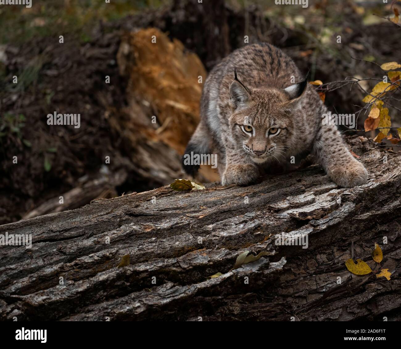 Siberian lynx kitten in fall color Stock Photo - Alamy