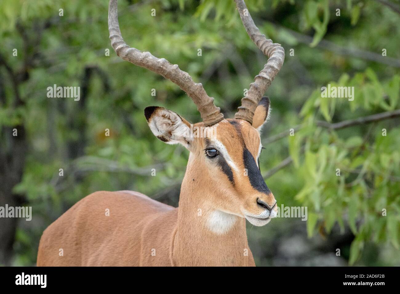 Black faced impala hi-res stock photography and images - Alamy