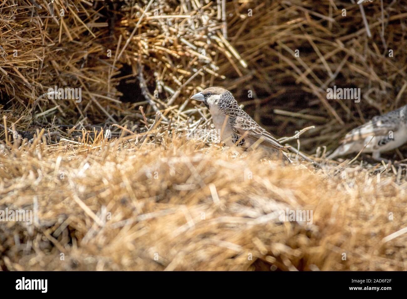 Sociable weaver nest hi-res stock photography and images - Alamy