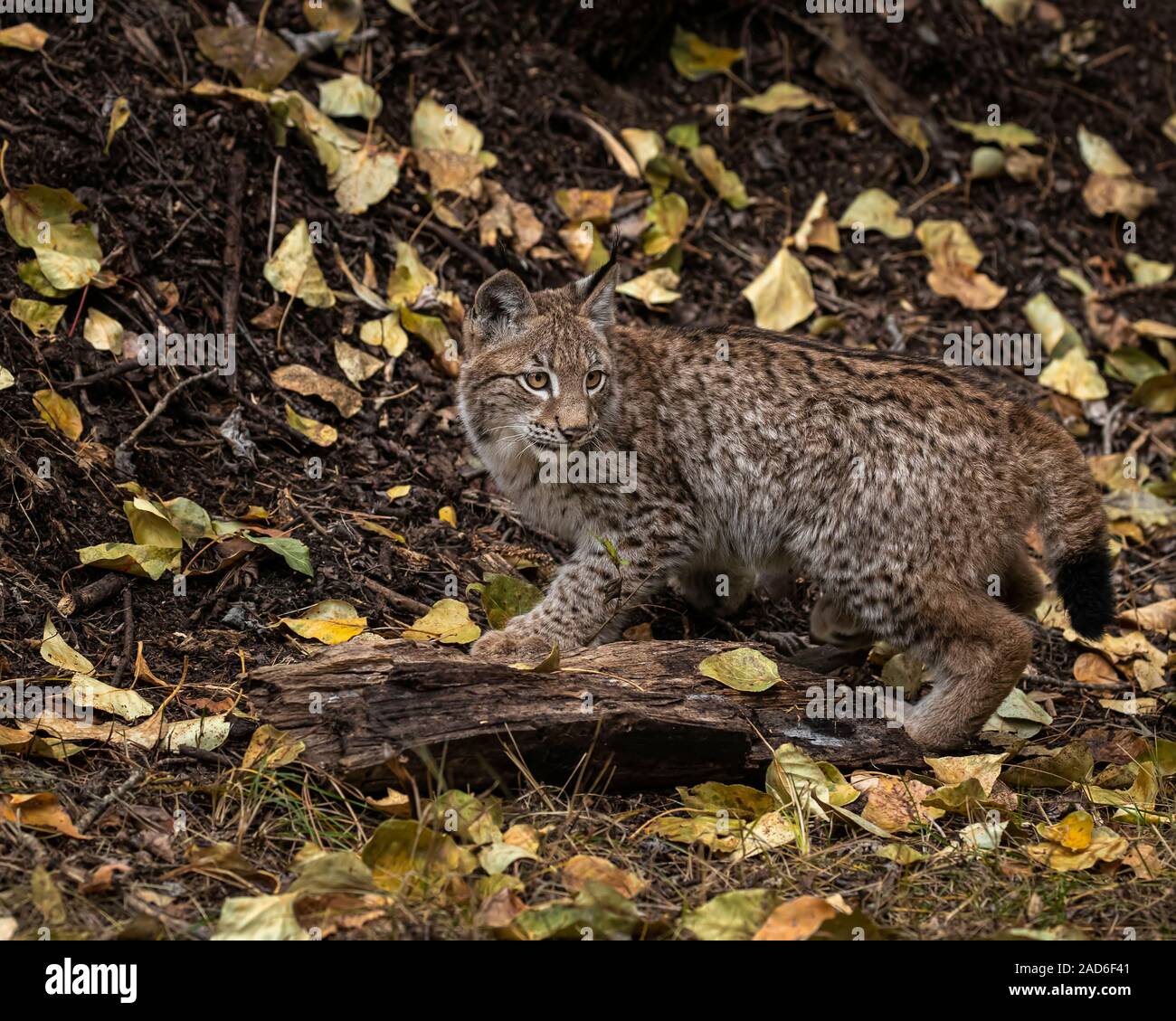 Siberian lynx kitten in fall color Stock Photo - Alamy