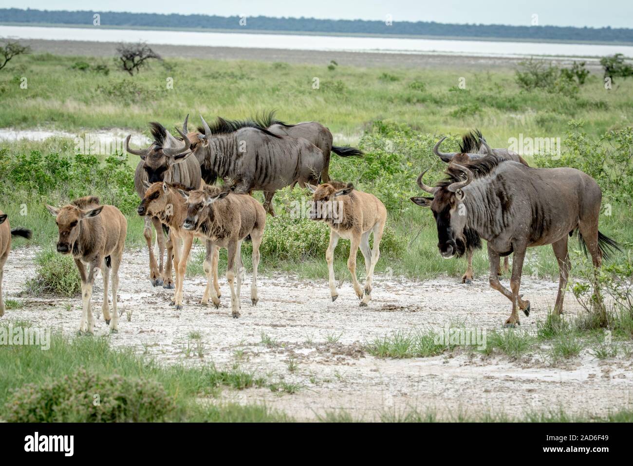 Group of Blue wildebeests walking in the grass Stock Photo - Alamy