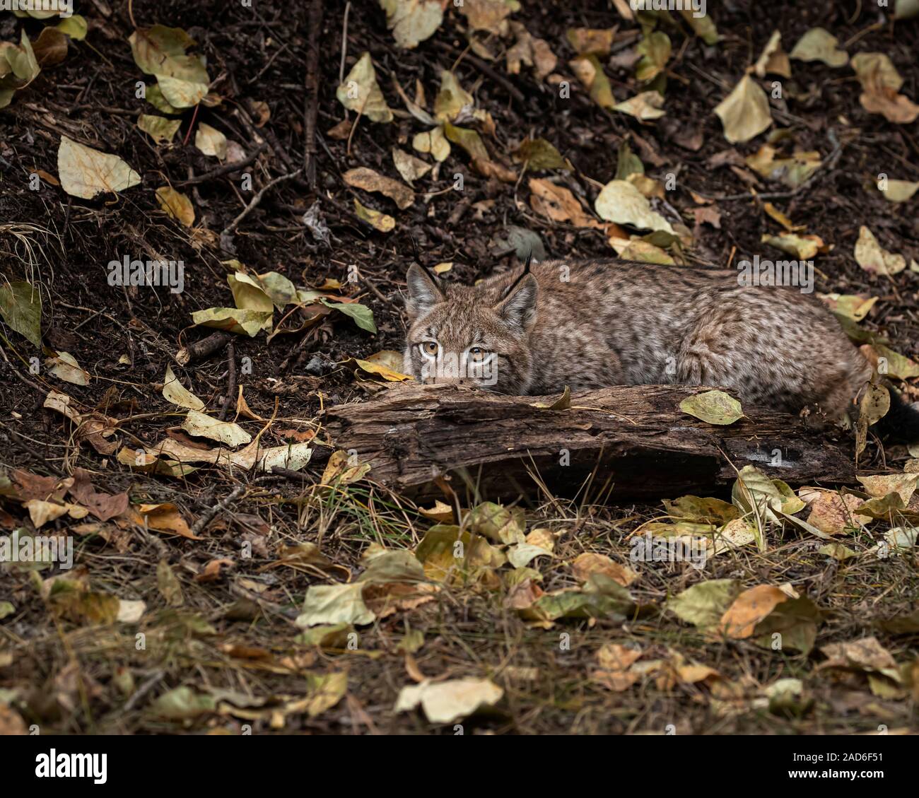 Siberian lynx kitten in fall color Stock Photo - Alamy