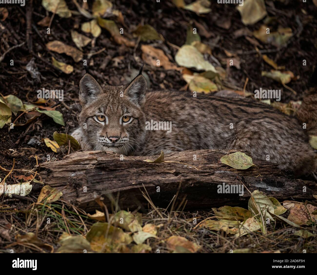 Siberian lynx kitten in fall color Stock Photo - Alamy