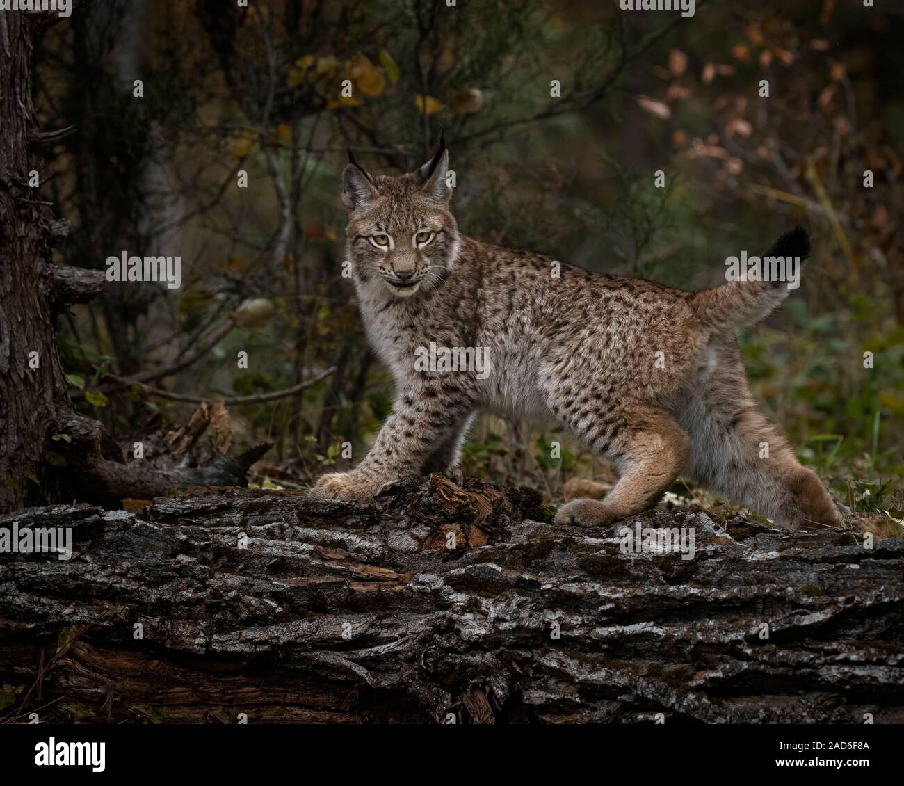 Siberian lynx kitten in fall color Stock Photo - Alamy