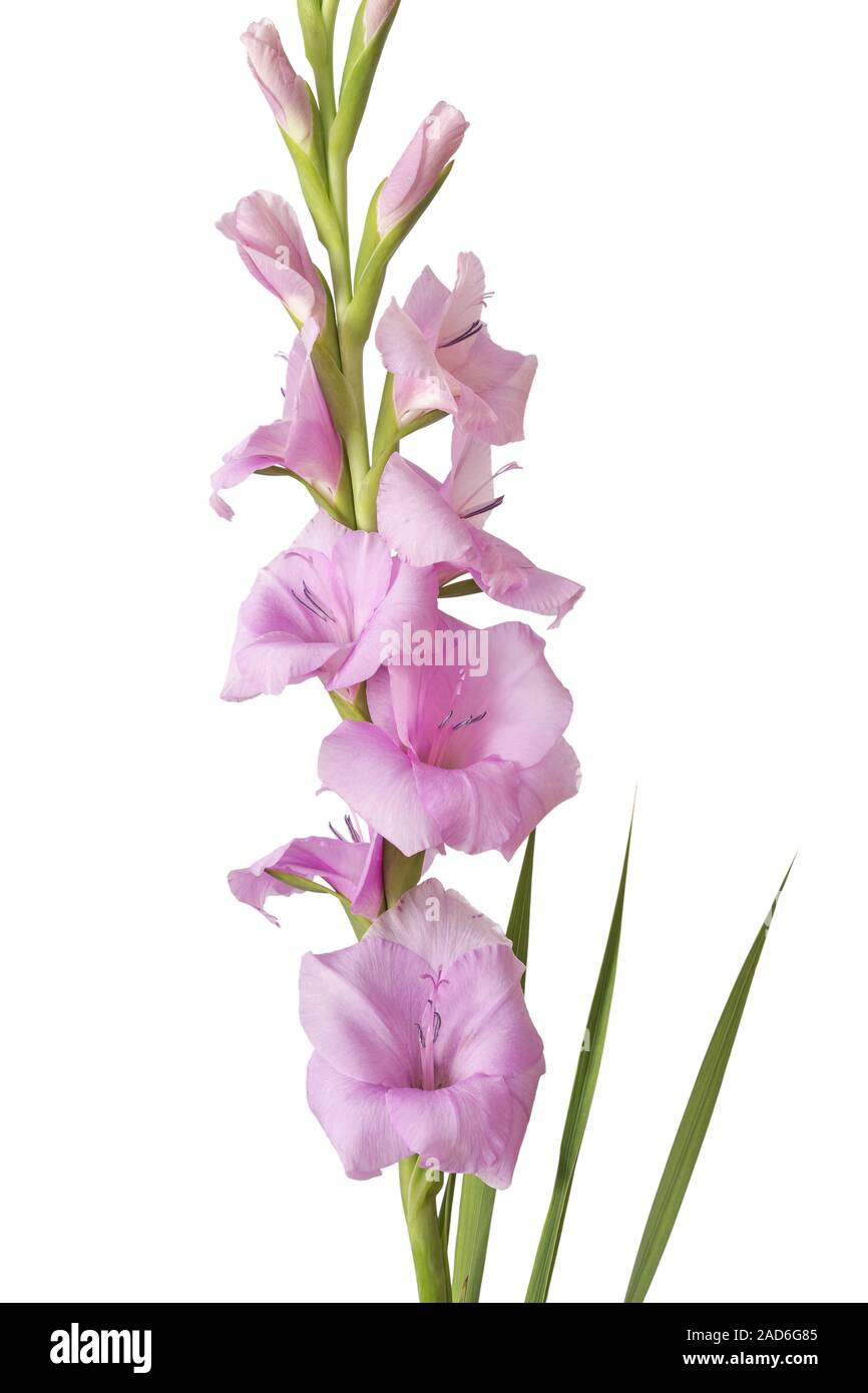 Pink gladiola hi-res stock photography and images - Alamy