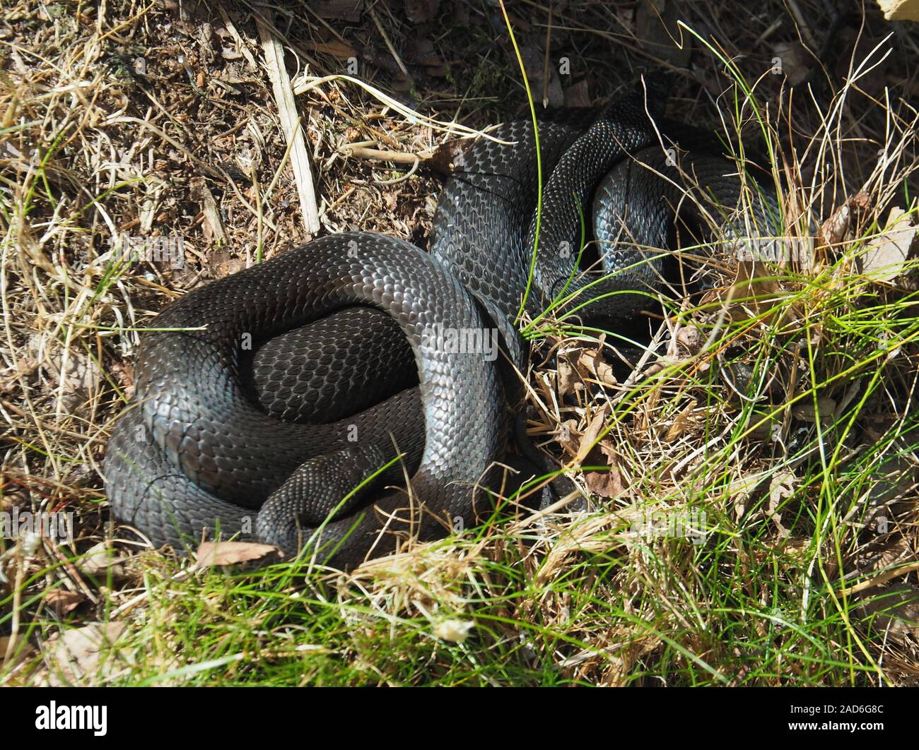 Common european adder hi-res stock photography and images - Alamy